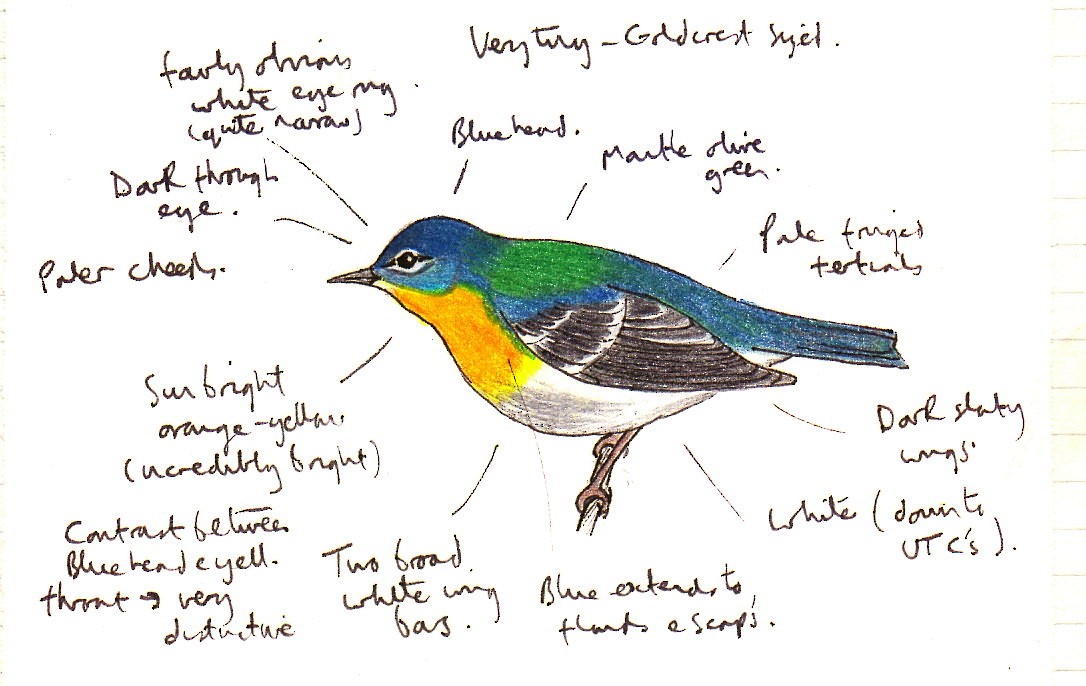 eBird Checklist - 1 Oct 1983 - Tresco - 13 species