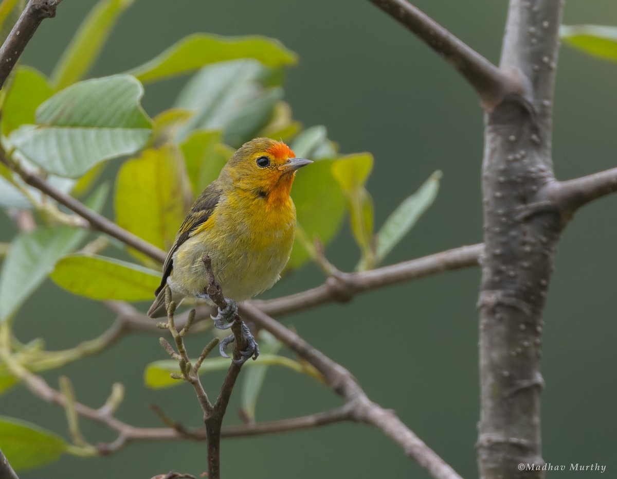 eBird India Checklist - 18 May 2023 - Dirang Morshing Road, West Kameng ...