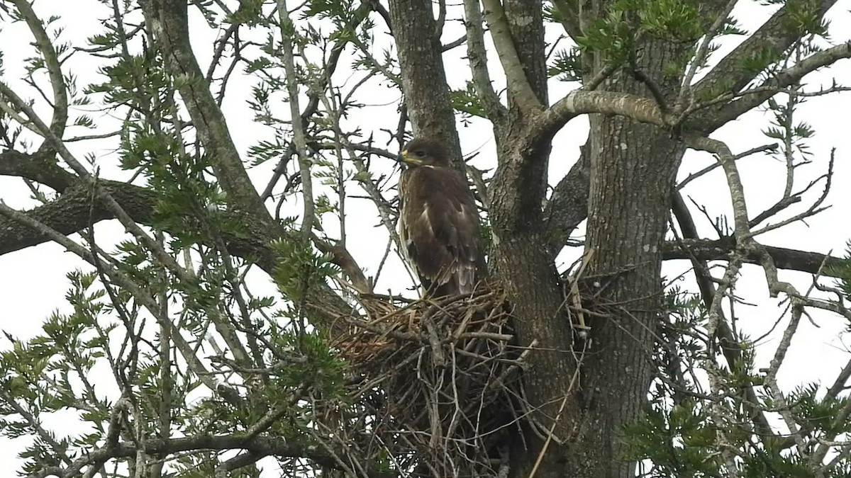 eBird Checklist - 29 Jun 2023 - Halalu ಹಲಾಳು - 33 species
