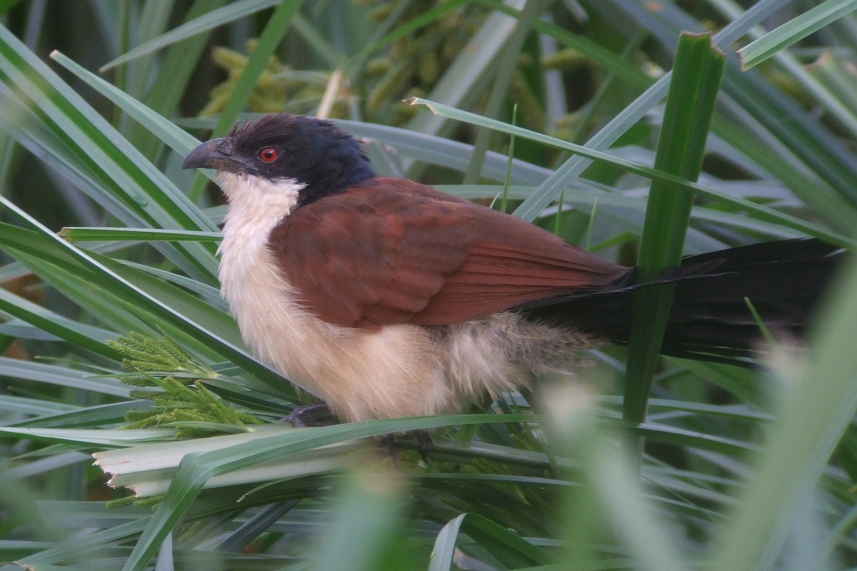 eBird Checklist - 9 Apr 2009 - Lake Awassa - 71 species (+2 other taxa)