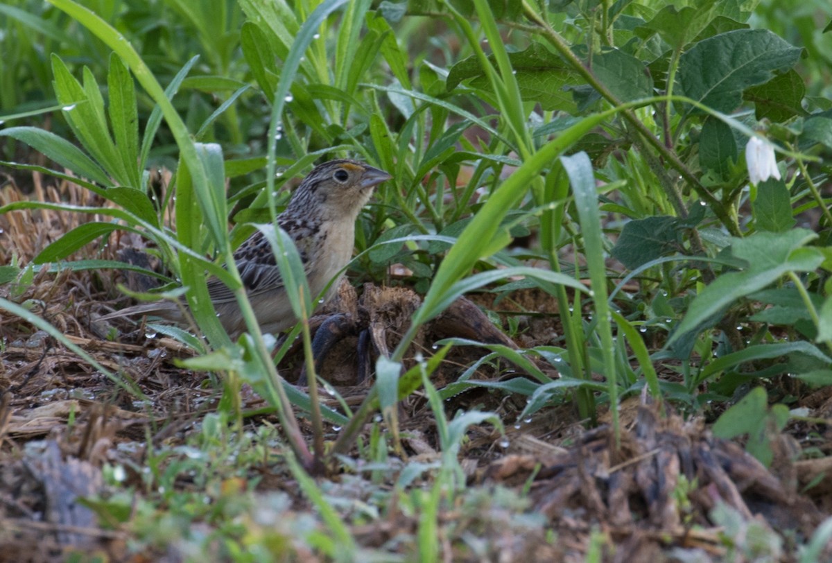 Maryland-DC Breeding Bird Atlas Checklist - 11 Jul 2023 - Schucks ...
