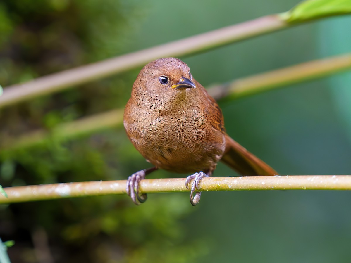 Sharpe's Wren - Cinnycerthia olivascens - Birds of the World