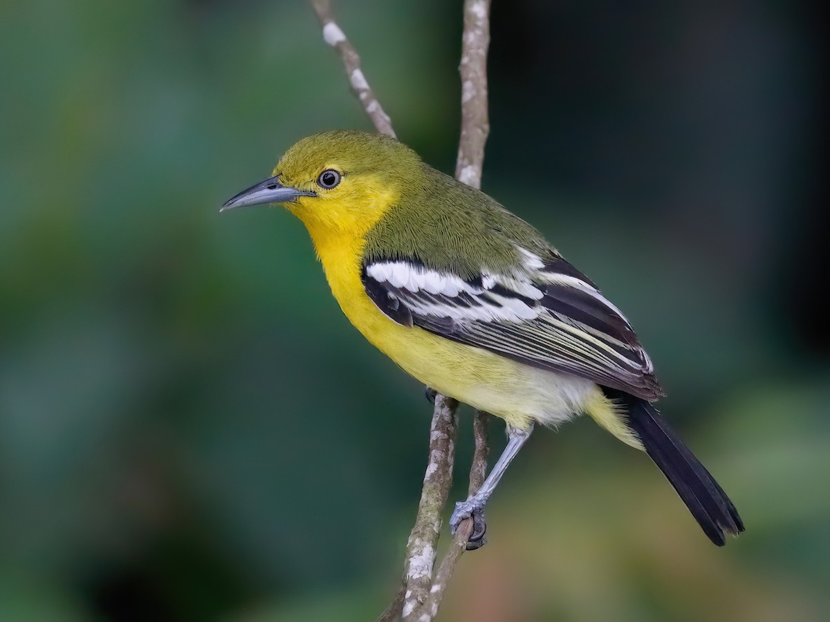 Common Iora - Aegithina tiphia - Birds of the World