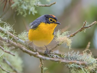 Spectacled Redstart - Myioborus melanocephalus - Birds of the World