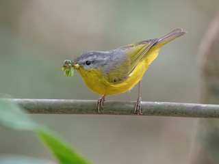 Gray-hooded Warbler - Phylloscopus xanthoschistos - Birds of the World