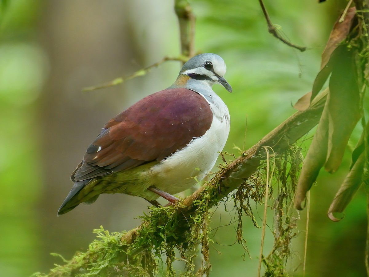 Sapphire Quail-Dove - Geotrygon saphirina - Birds of the World