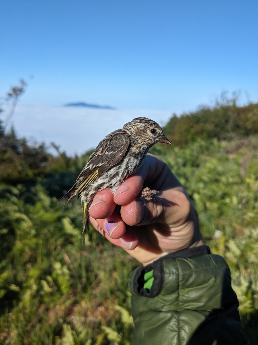 eBird Checklist - 11 Jul 2023 - Marys Peak -- Shrub Meadow Banding ...