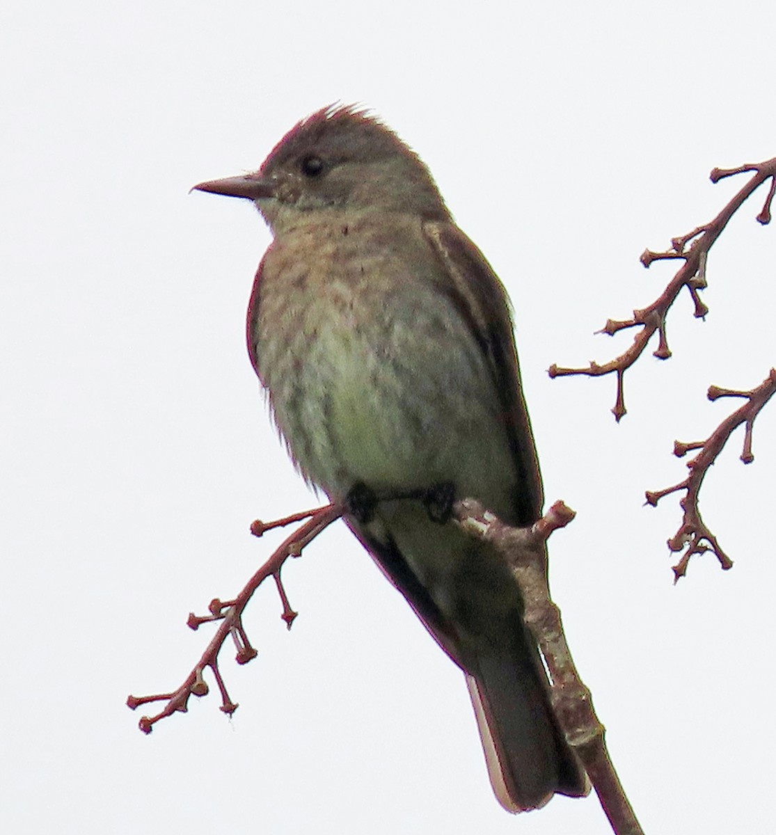 eBird Checklist - 11 Jul 2023 - Rickreall Creek Trail System - 30 species