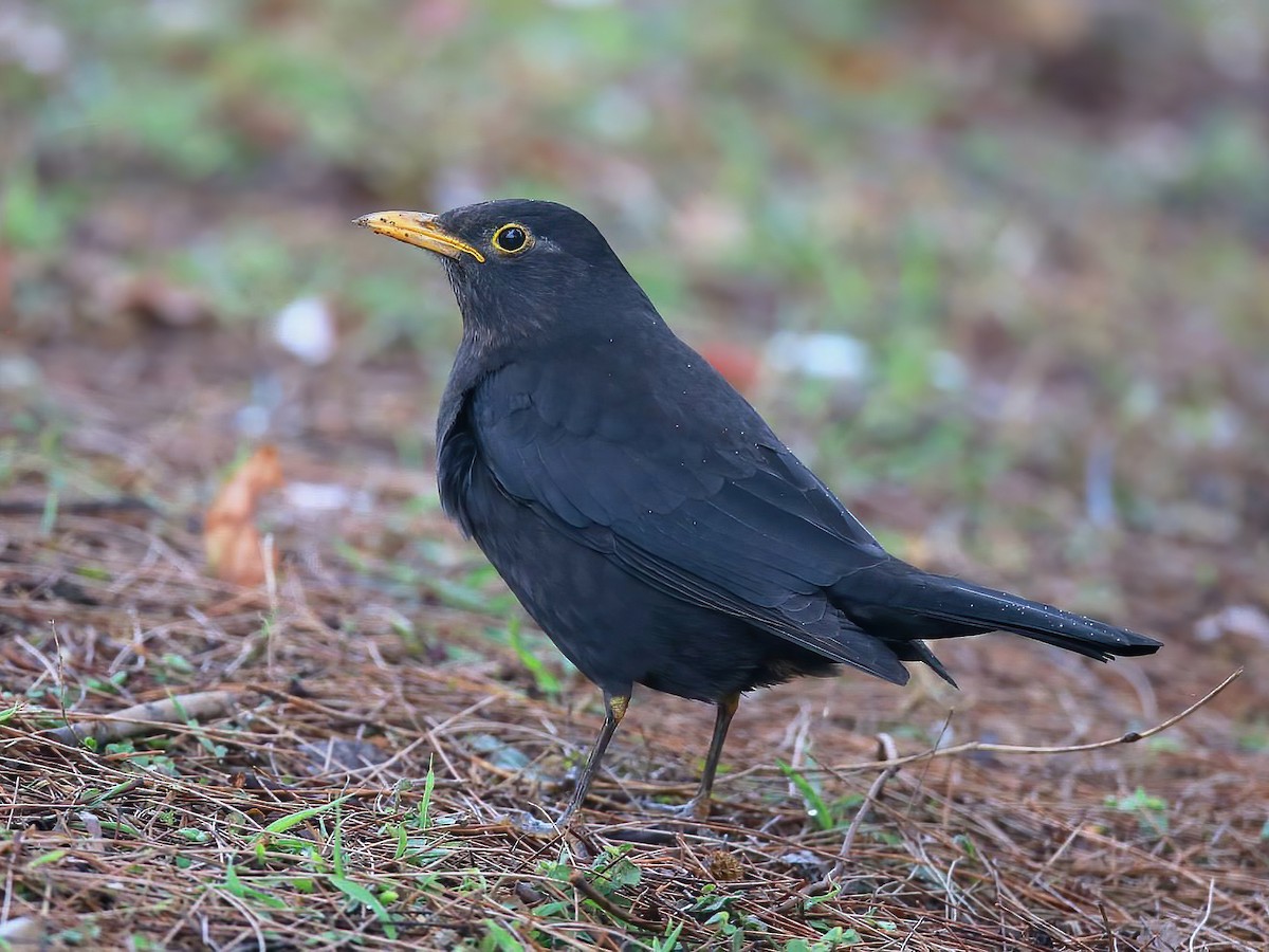 Chinese Blackbird - Turdus mandarinus - Birds of the World