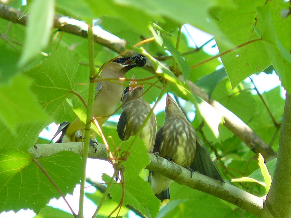 Maryland-DC Breeding Bird Atlas Checklist - 11 Jul 2023 - Howard Co ...