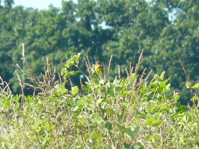 Maryland-DC Breeding Bird Atlas Checklist - 11 Jul 2023 - Bowling Green ...