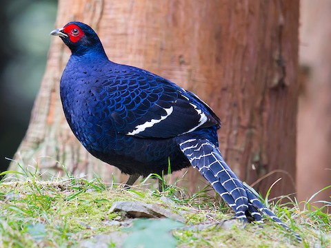 Mikado Pheasant