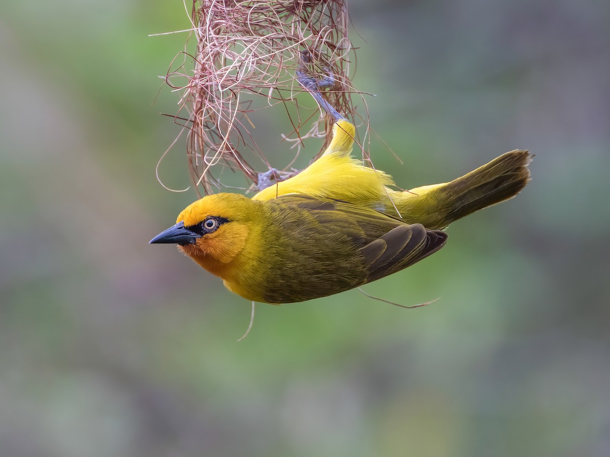 Spectacled Weaver - Ploceus ocularis - Birds of the World