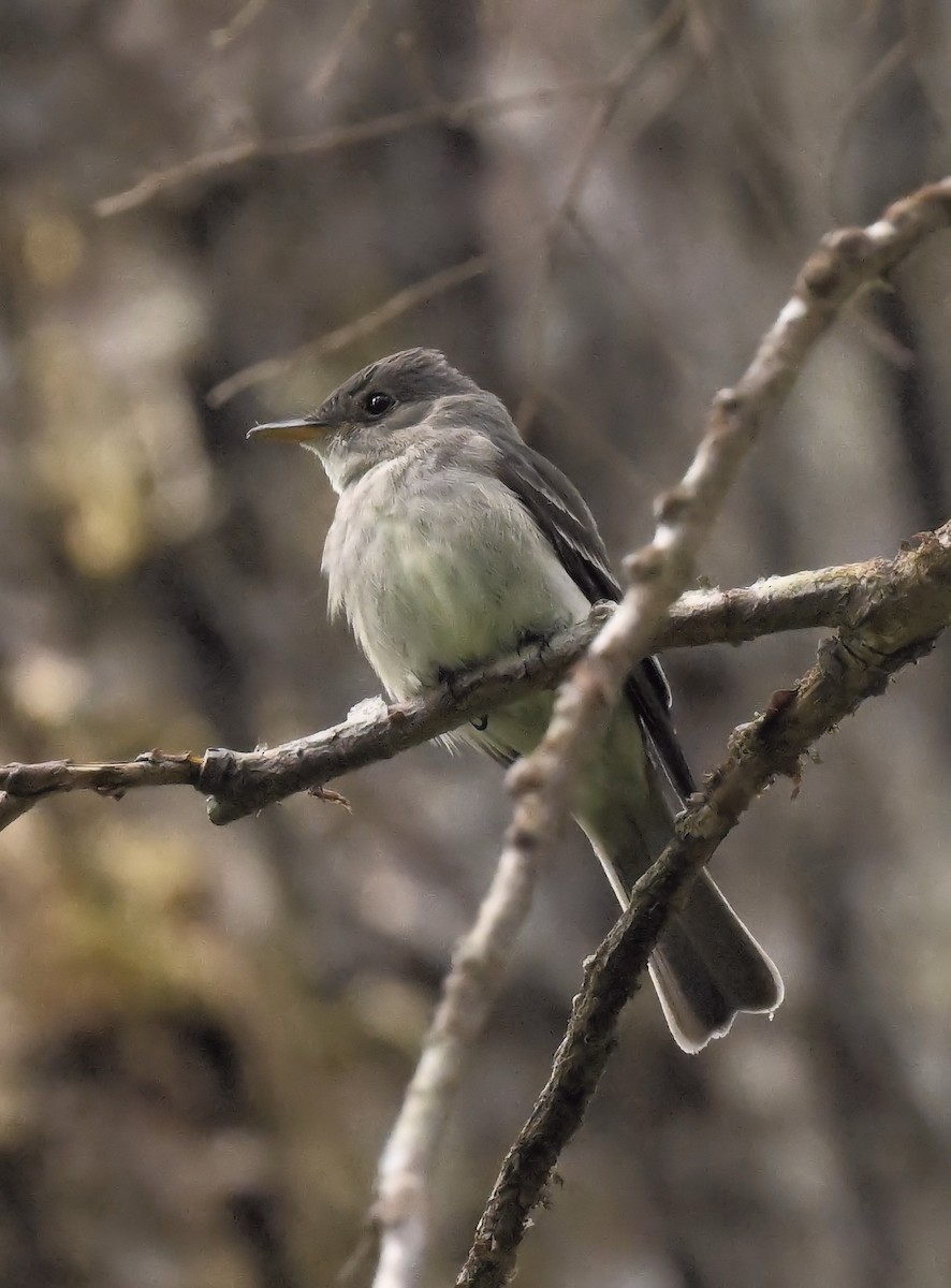 eBird Checklist - 10 Jul 2023 - Outer Point Trail (Douglas Is.) - 1 species