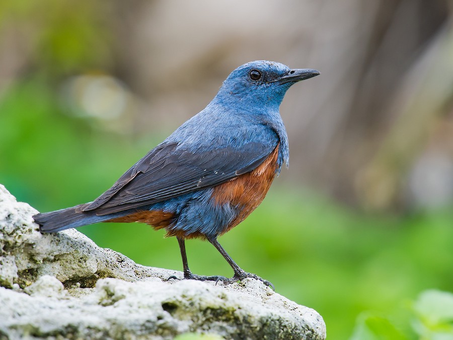 Blue Rock-Thrush (philippensis) - eBird