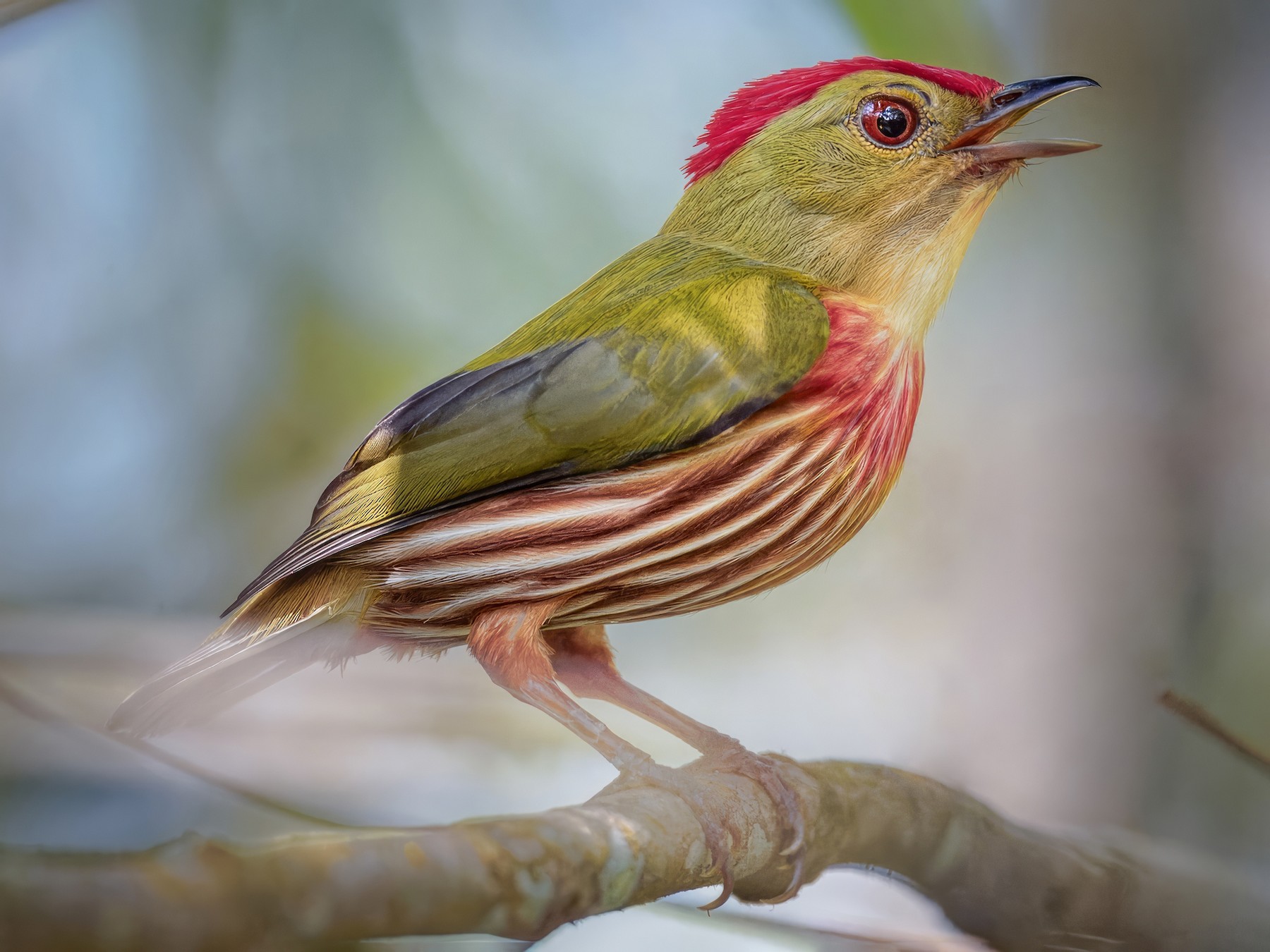 Striolated Manakin - eBird