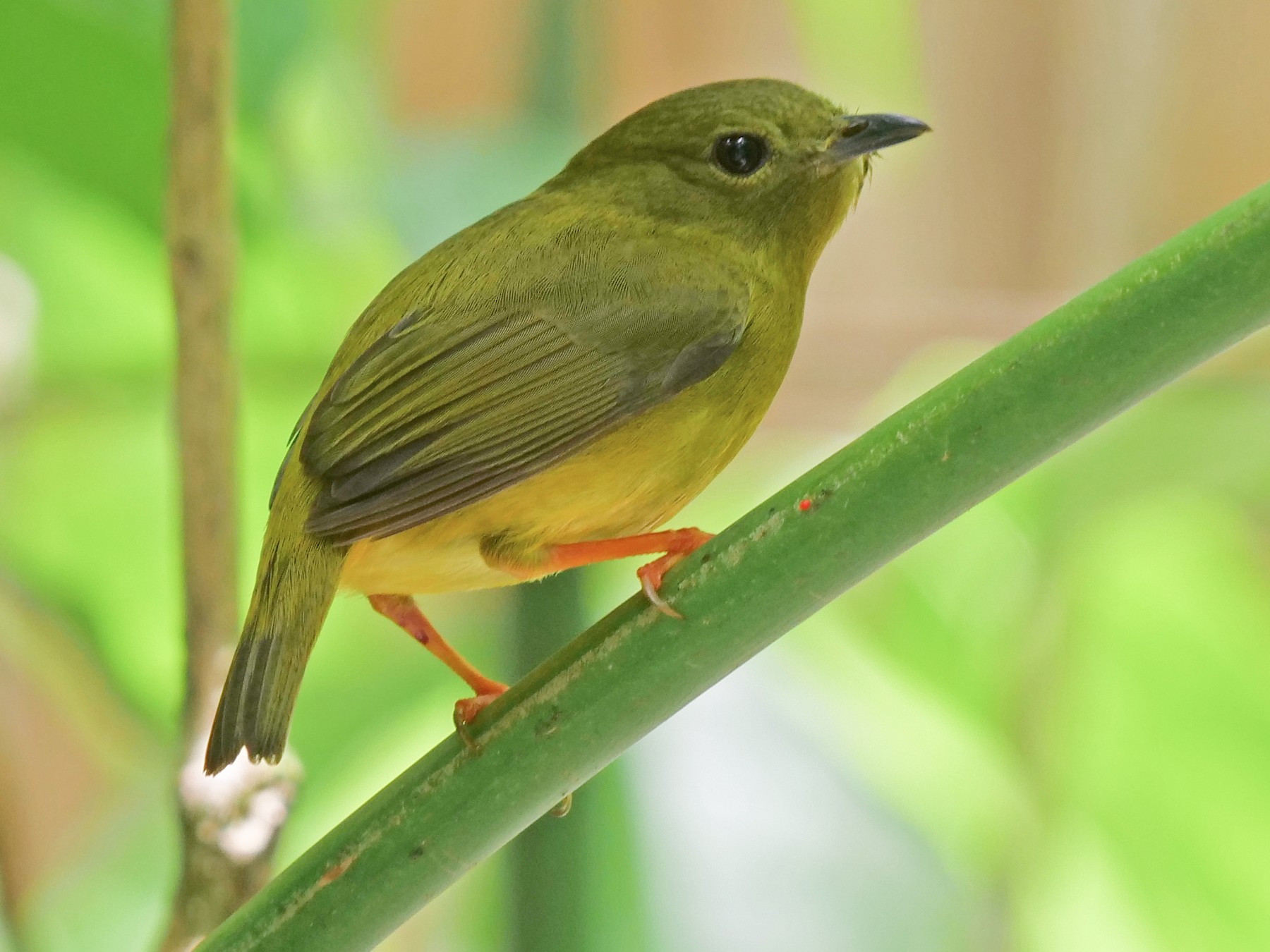 Orange-collared Manakin - eBird
