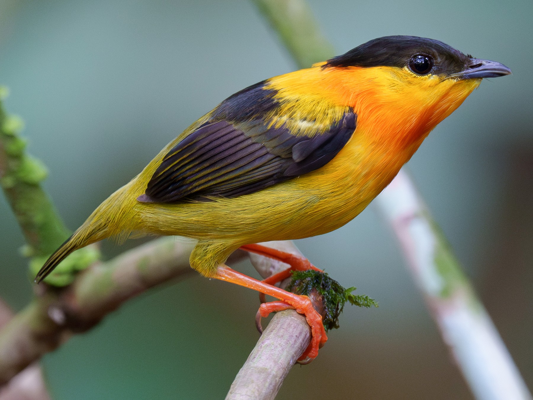 Orange-collared Manakin - eBird