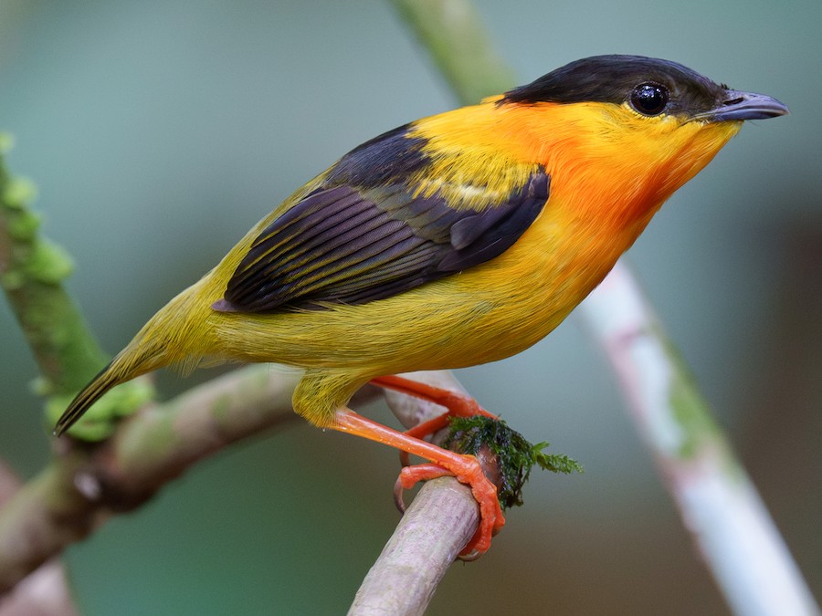 Orange-collared Manakin - eBird