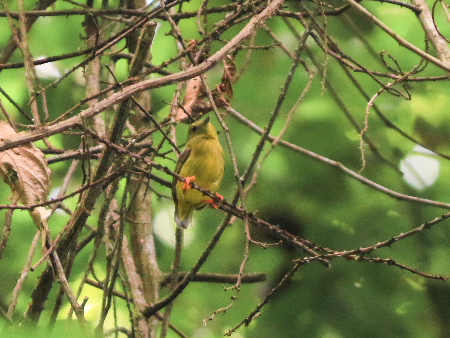 Orange-collared Manakin - eBird