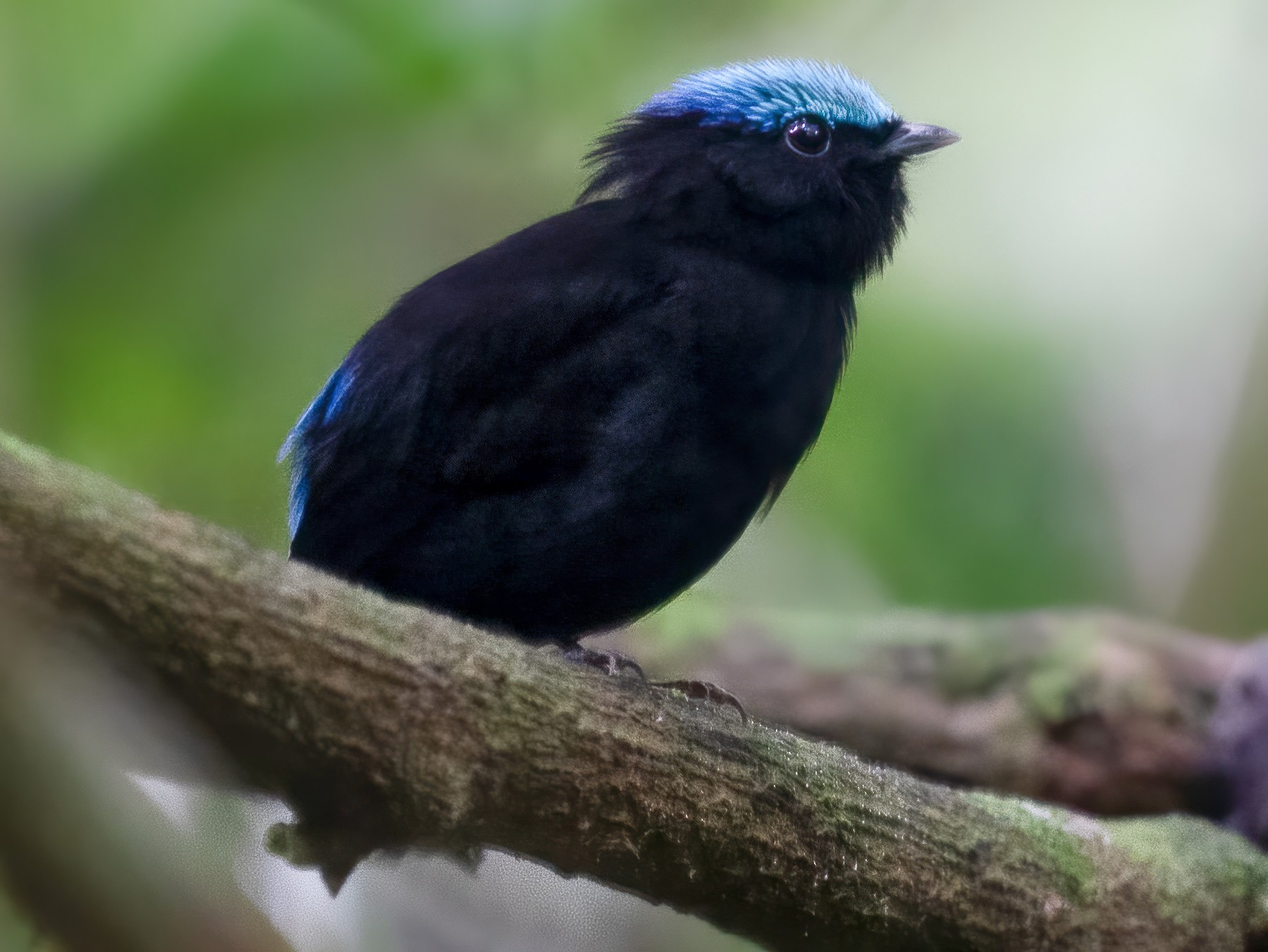 Saltarín Coroniceleste - eBird