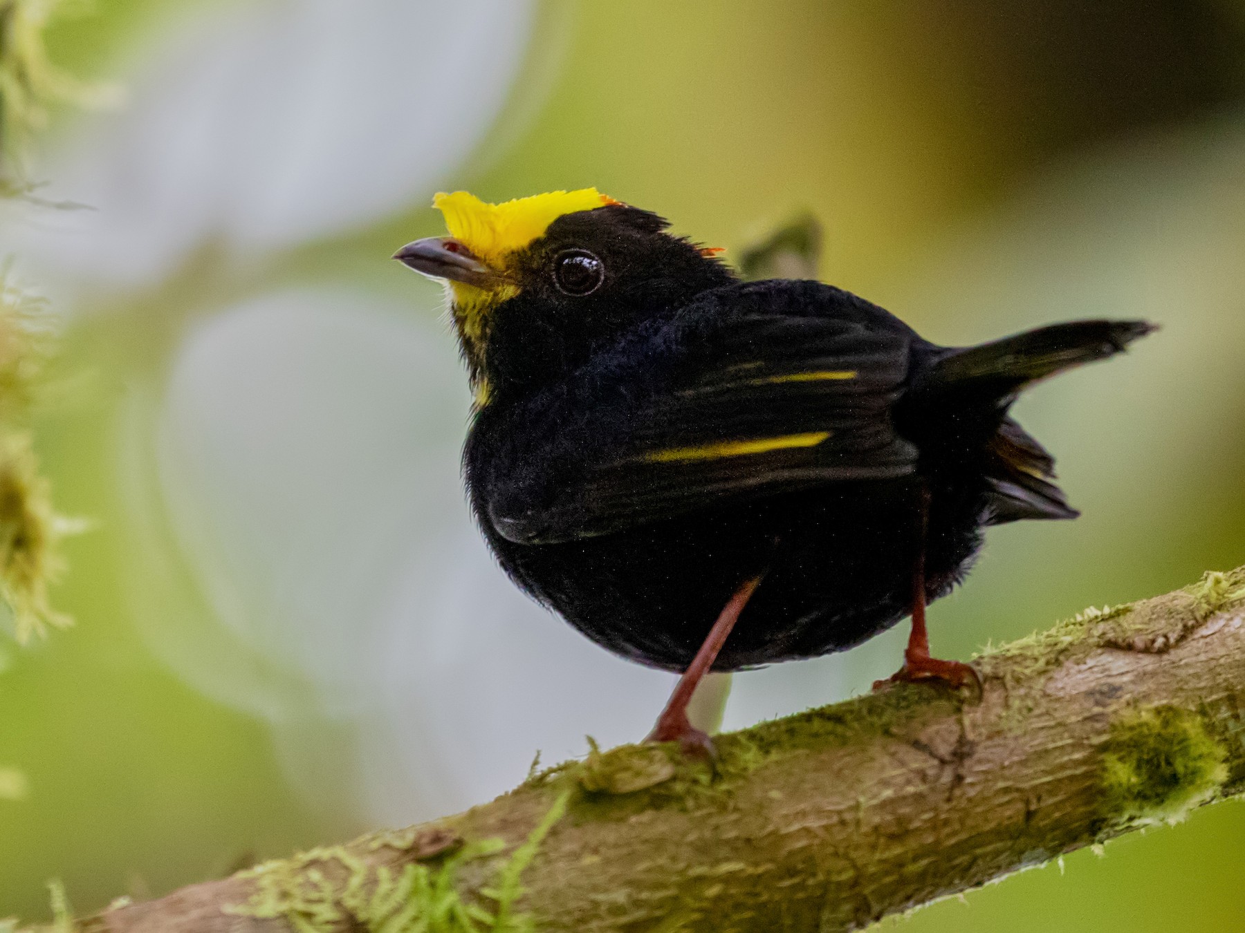 Golden-winged Manakin - eBird