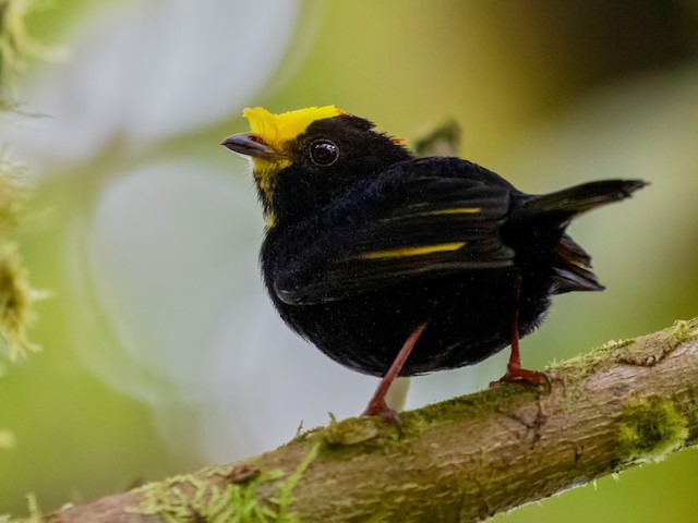 Photos - Golden-winged Manakin - Masius chrysopterus - Birds of the World