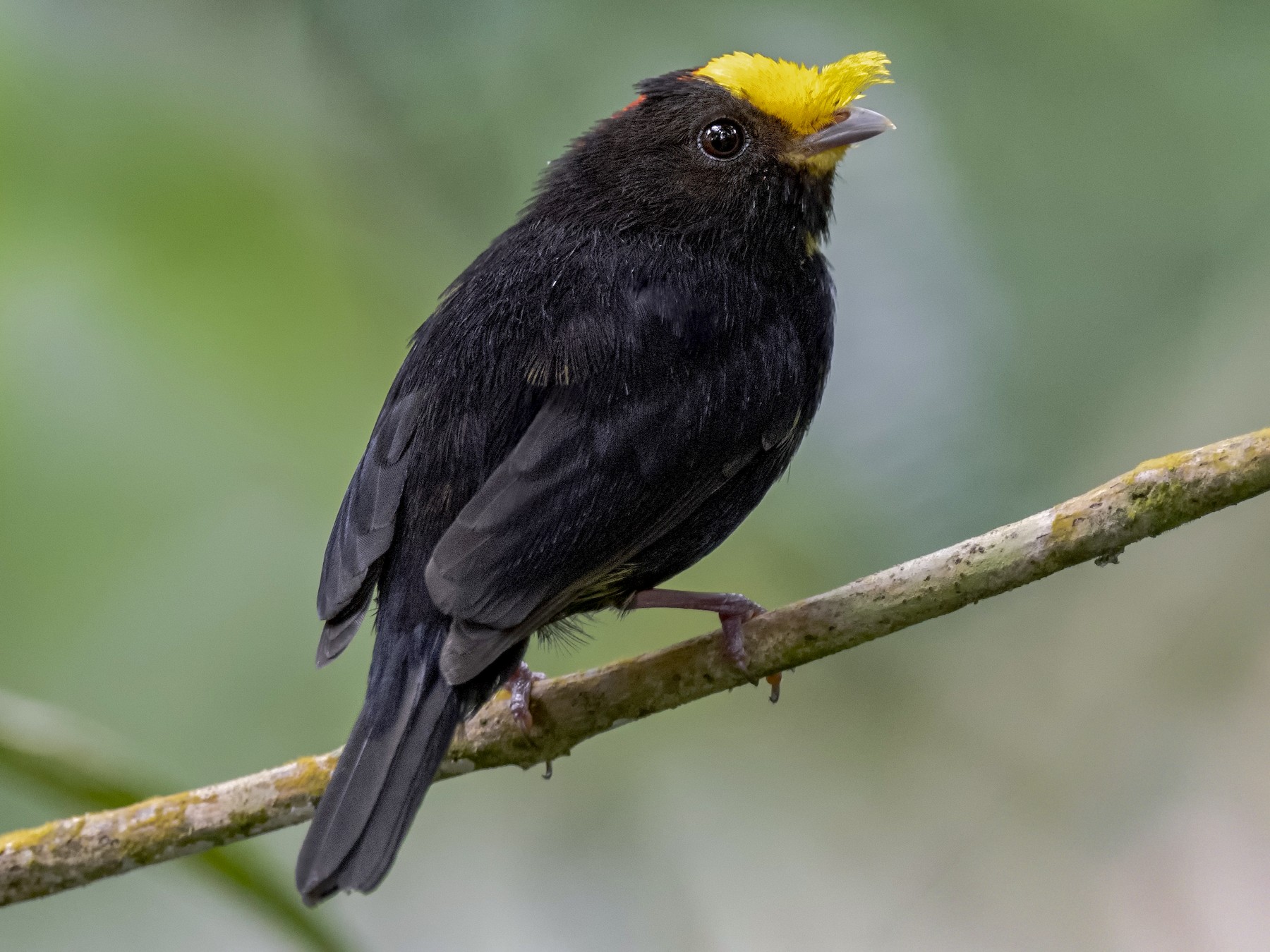 Golden-winged Manakin - eBird