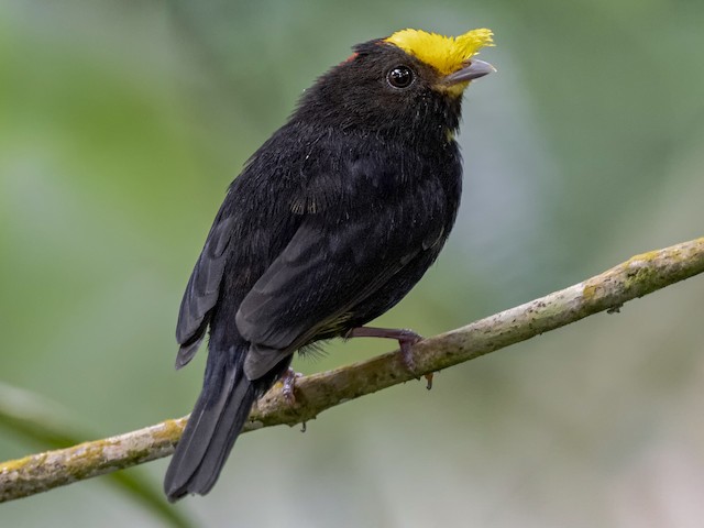 Photos - Golden-winged Manakin - Masius chrysopterus - Birds of the World