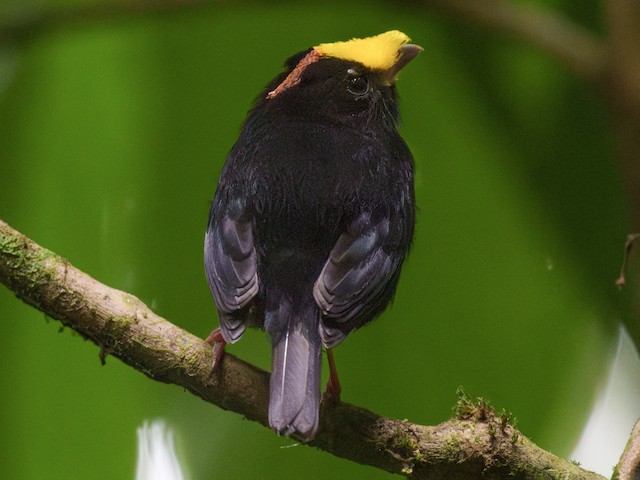Photos - Golden-winged Manakin - Masius chrysopterus - Birds of the World