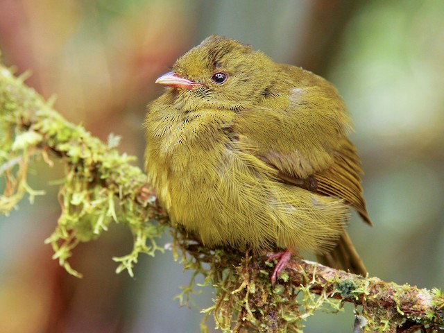 Photos - Golden-winged Manakin - Masius chrysopterus - Birds of the World