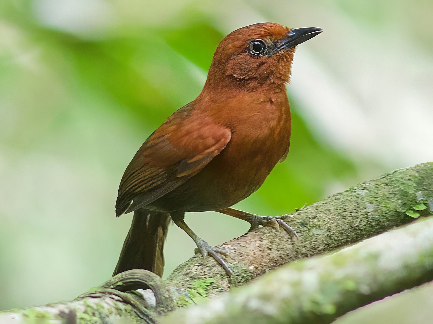 Chestnut-throated Spinetail - eBird