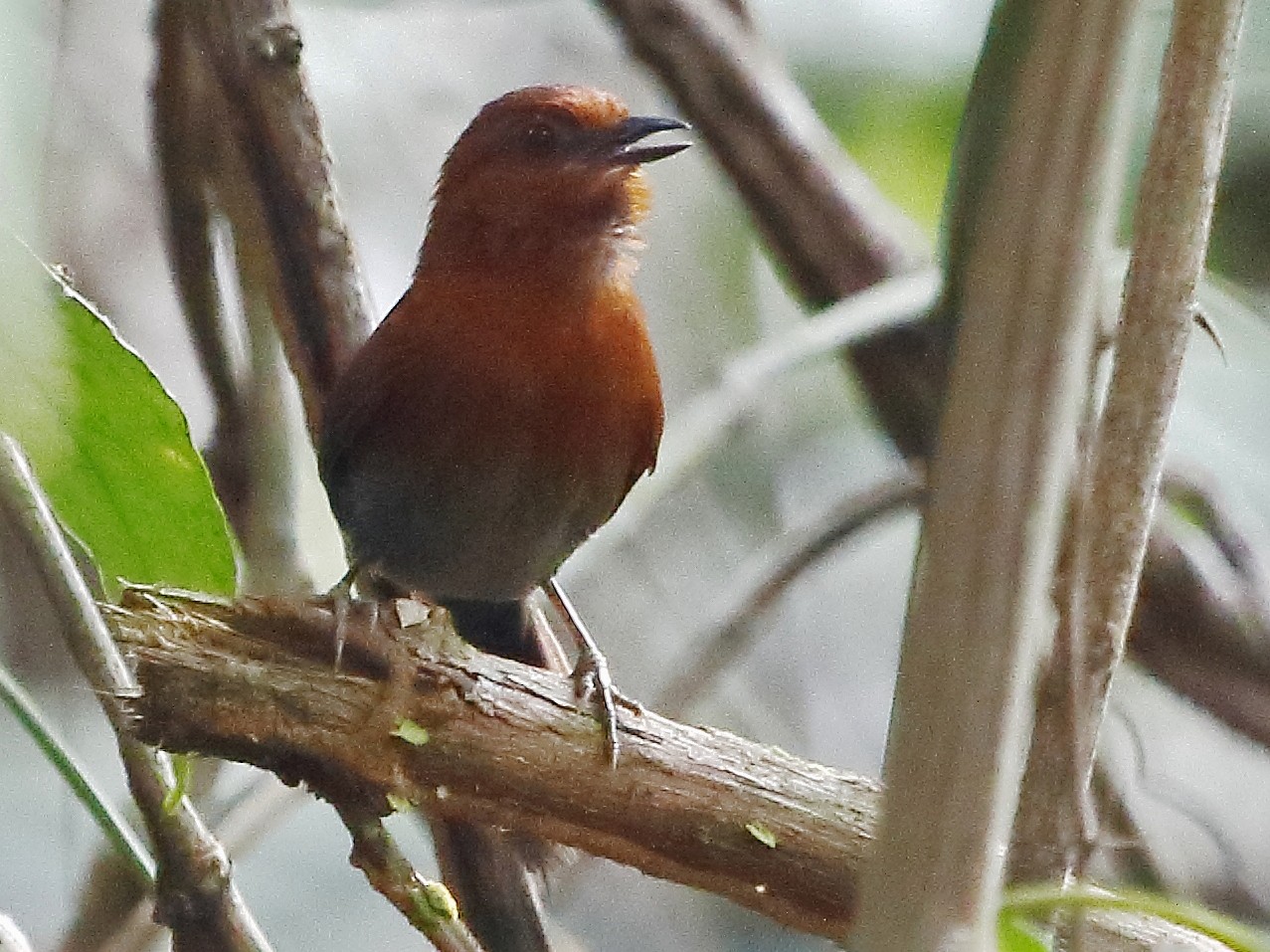 Synallaxe à gorge marron - eBird