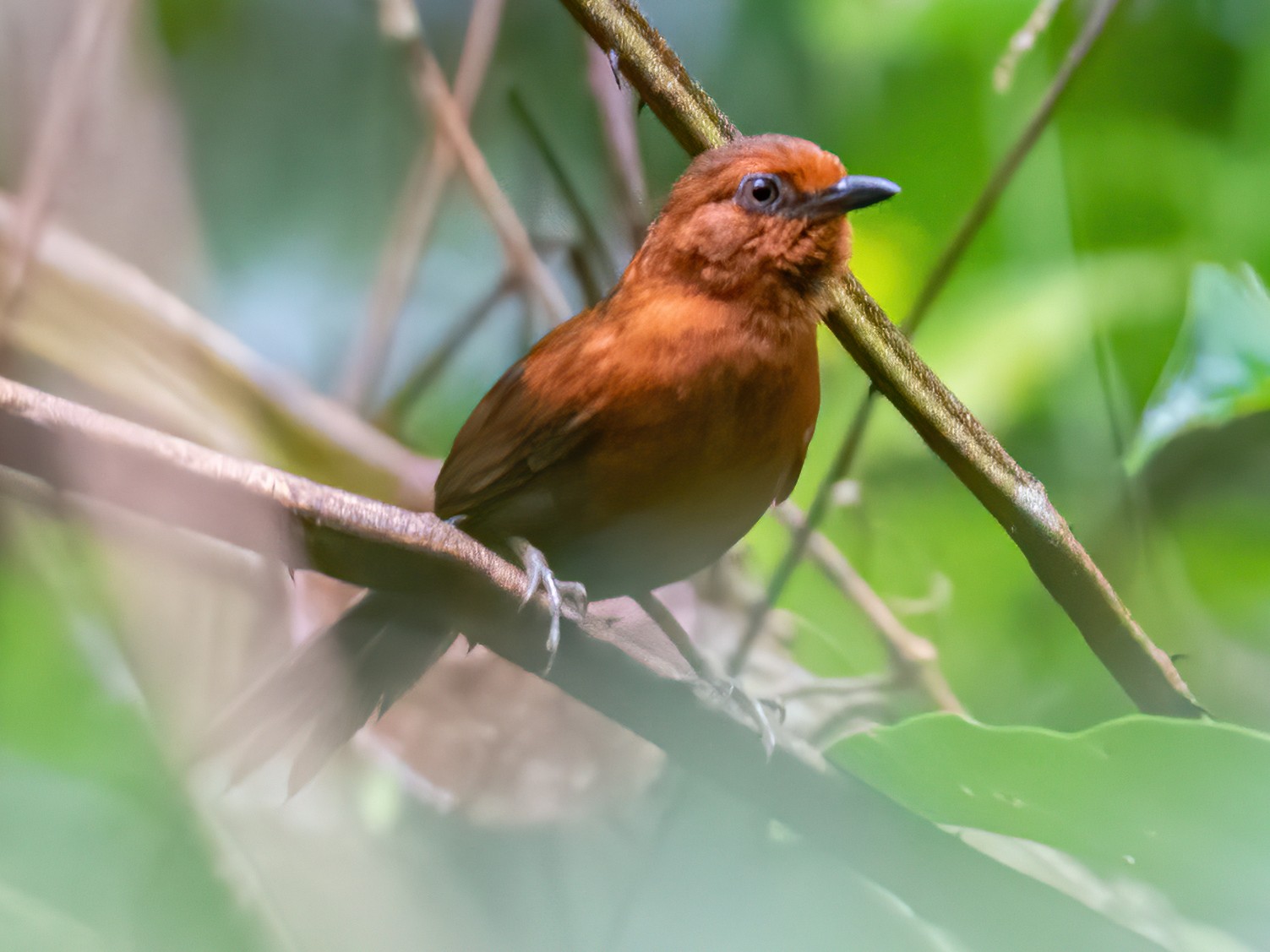 Chestnut-throated Spinetail - eBird