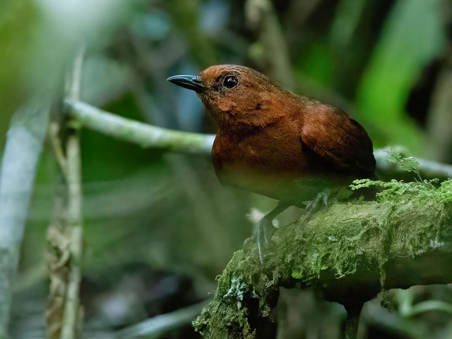 Pijuí Gorjicastaño - eBird