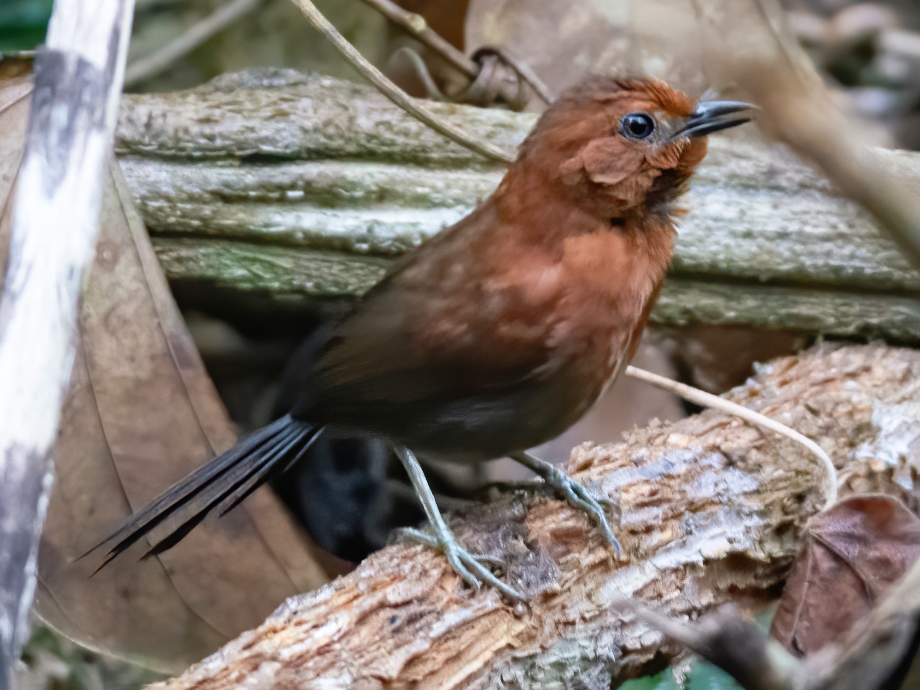 Chestnut-throated Spinetail - eBird