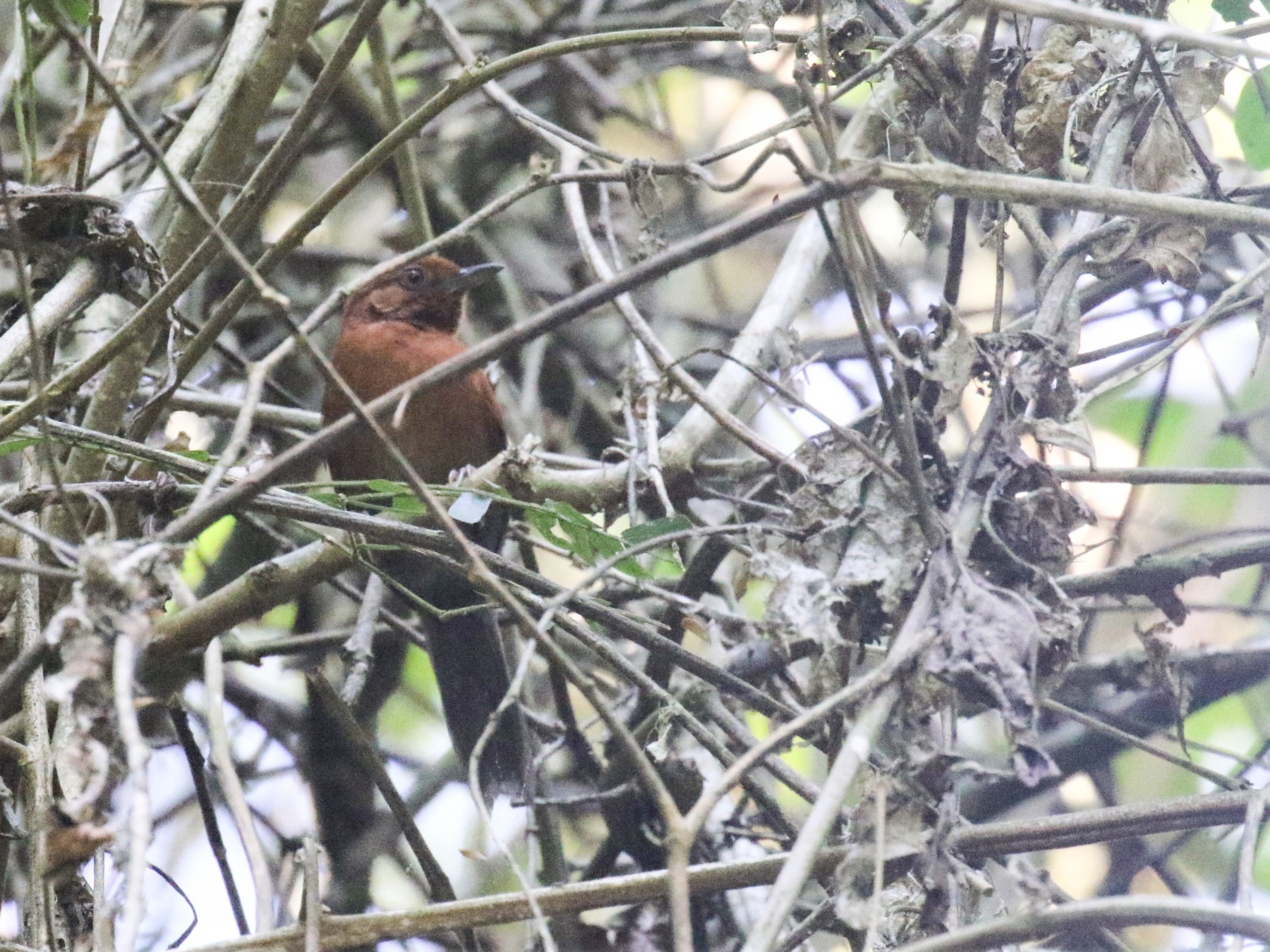 Chestnut-throated Spinetail - eBird