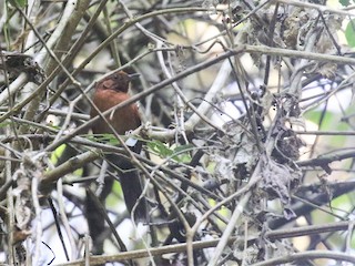 Chestnut-throated Spinetail - eBird