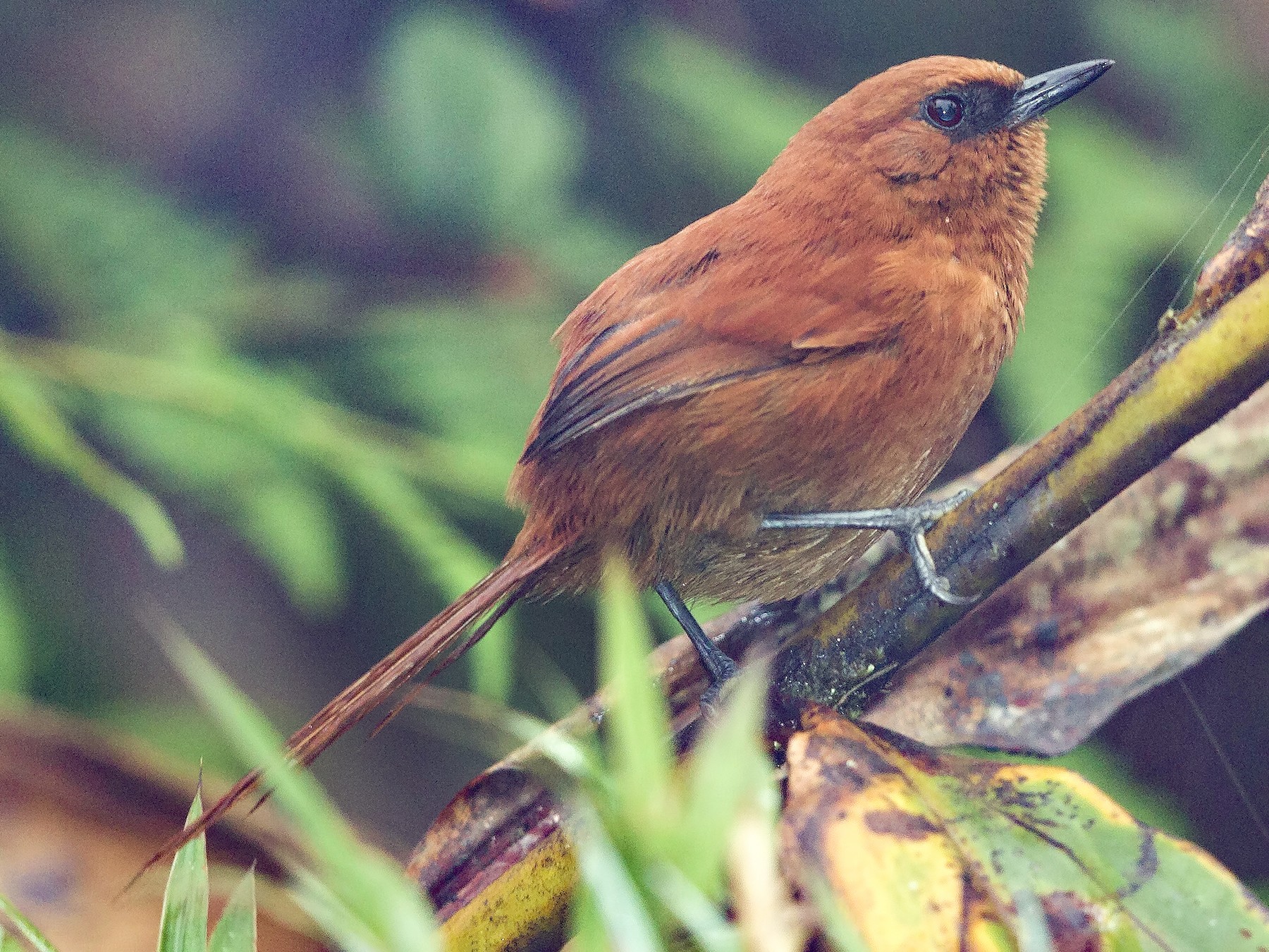 Rufous Spinetail - eBird