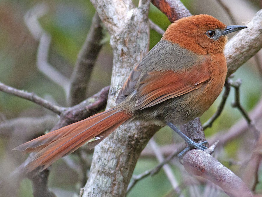 Rusty-headed Spinetail - eBird