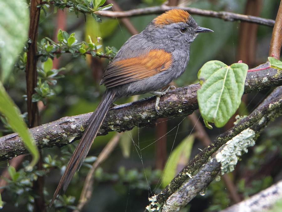 Pijuí de Apurímac - eBird