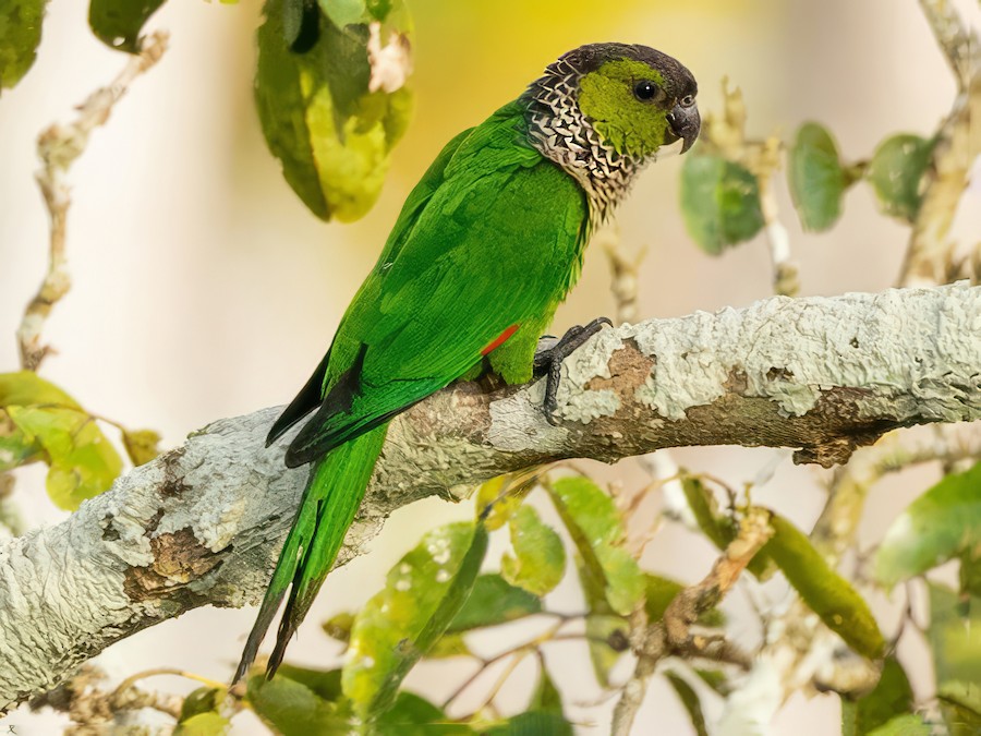Black-capped Parakeet - eBird