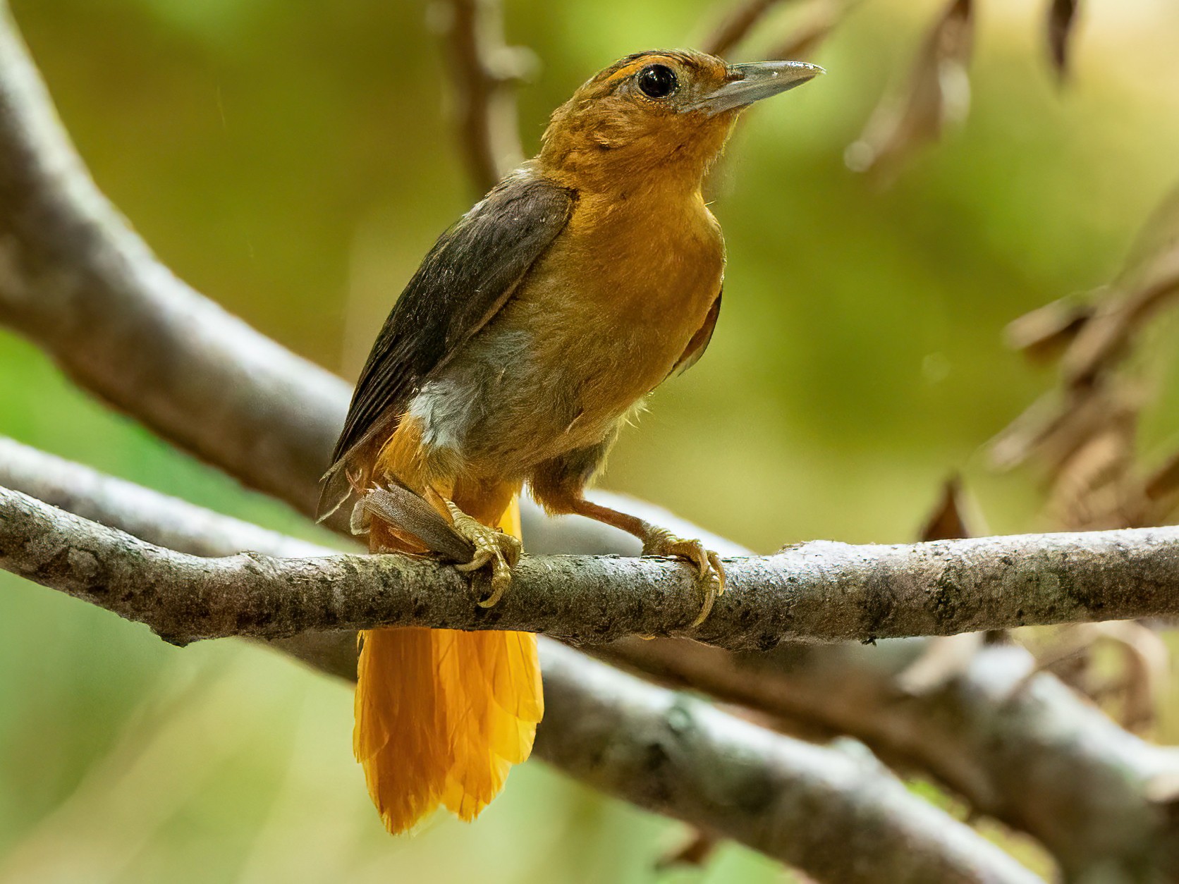 Cinnamon-rumped Foliage-gleaner - eBird