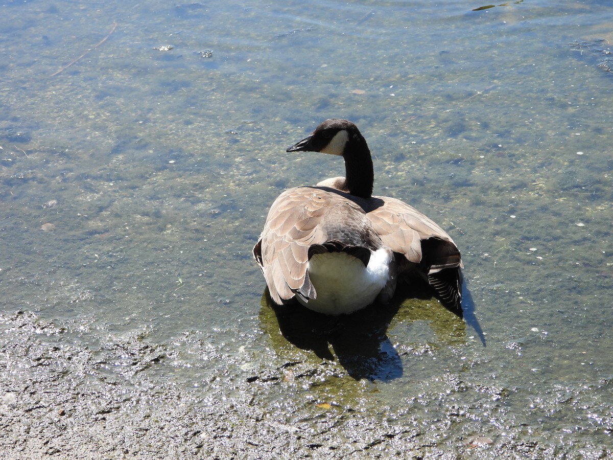 eBird Checklist - 1 Jul 2023 - Reifel Bird Sanctuary - 36 species