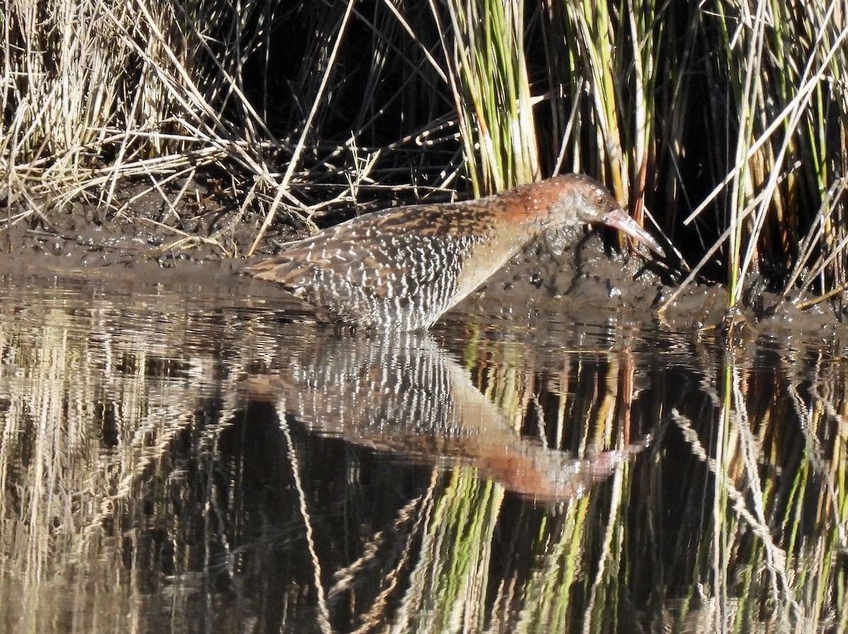eBird Checklist - 13 Jul 2023 - Lake Head - 3 species