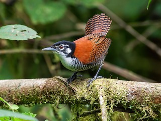 Bay Wren - Cantorchilus nigricapillus - Birds of the World