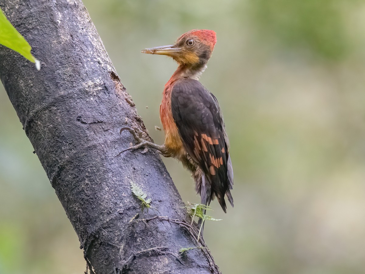 Orange-backed Woodpecker - Chrysocolaptes validus - Birds of the World