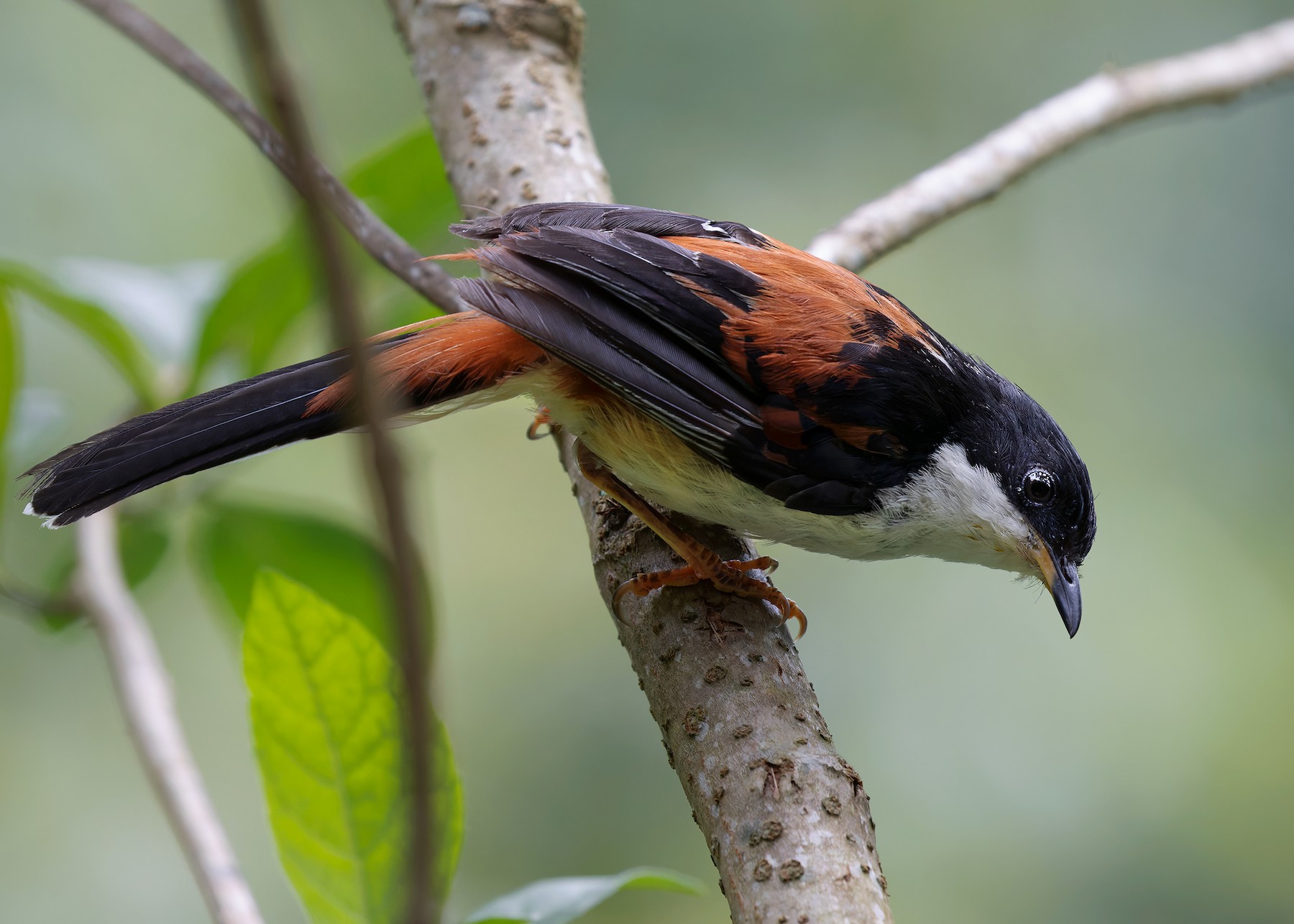 Rufous-backed Sibia (Rufous-backed) - eBird
