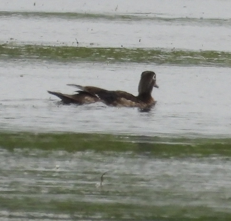 eBird Checklist - 13 Jul 2023 - Sharon Mills Co. Park--north - 33 species