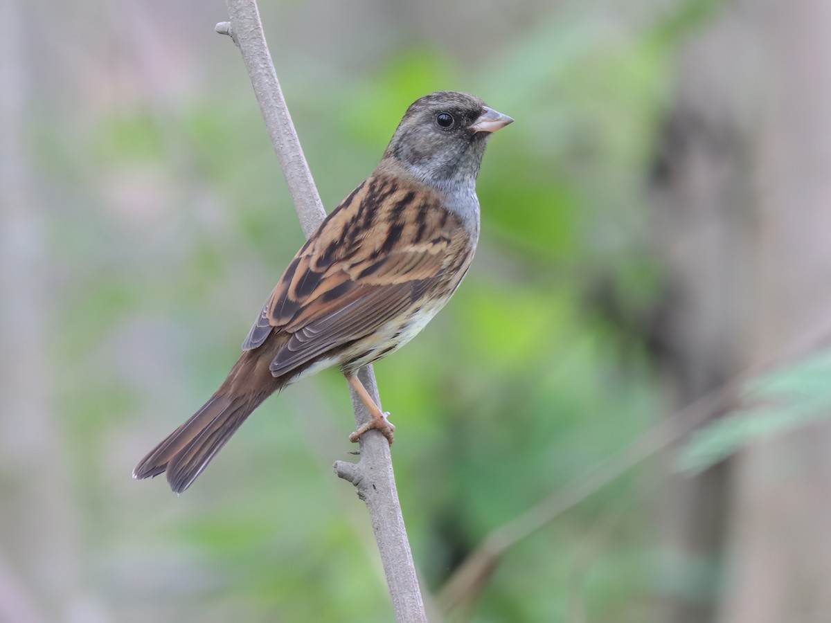 Black-faced Bunting - Emberiza spodocephala - Birds of the World